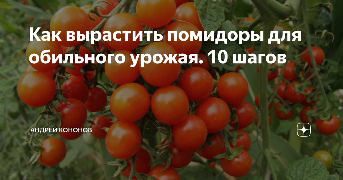 Как вырастить помидоры для обильного урожая. 10 шагов | Анна | Дзен