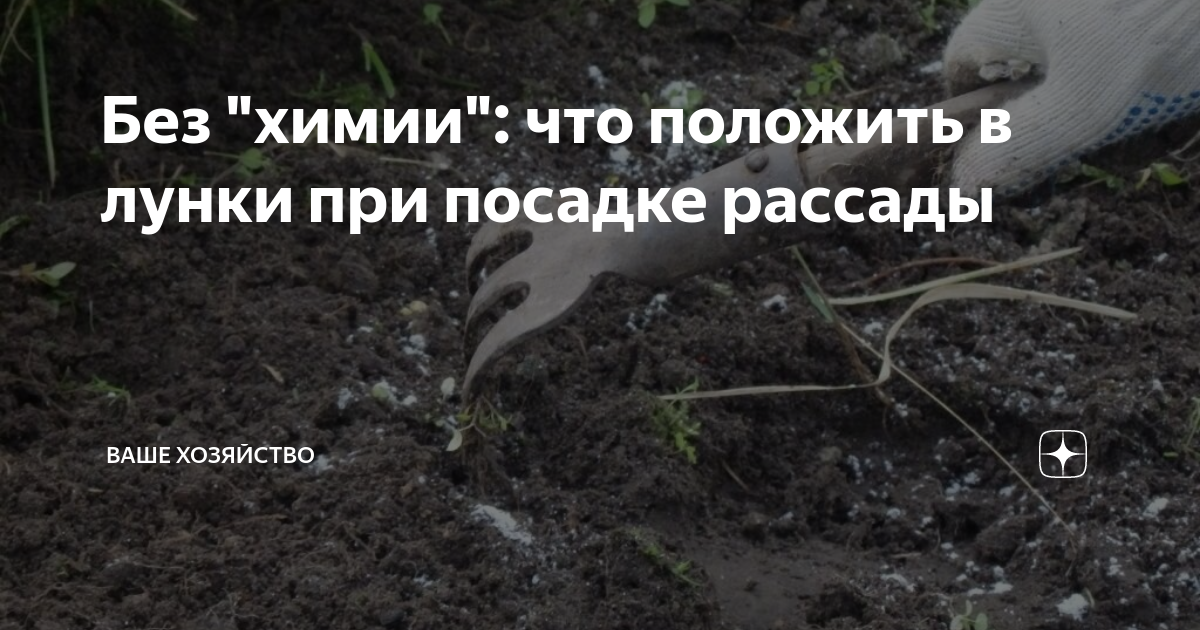Без "химии": что положить в лунки при посадке рассады | Ваше хозяйство ...