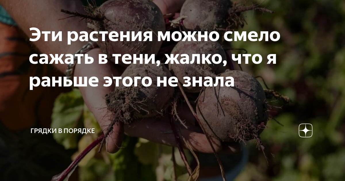 Эти растения можно смело сажать в тени жалко что я раньше этого не знала Грядки в порядке Дзен
