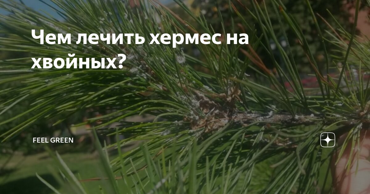Чем лечить хермес на хвойных? | Feel Green | Дзен