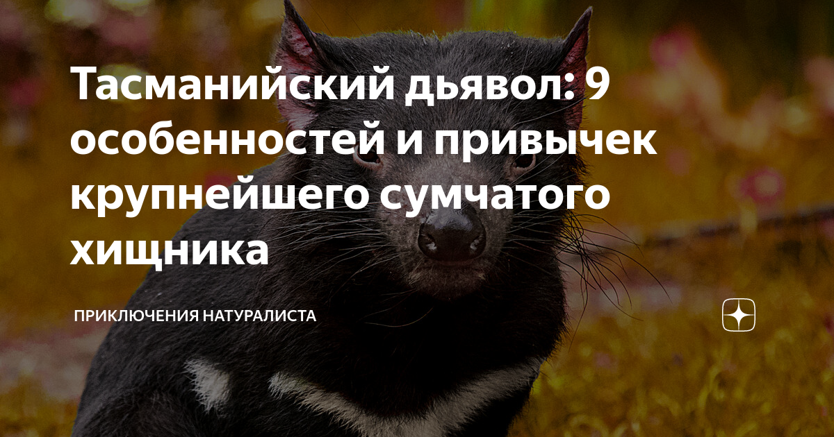 Тасманийский дьявол: 9 особенностей и привычек крупнейшего сумчатого ...