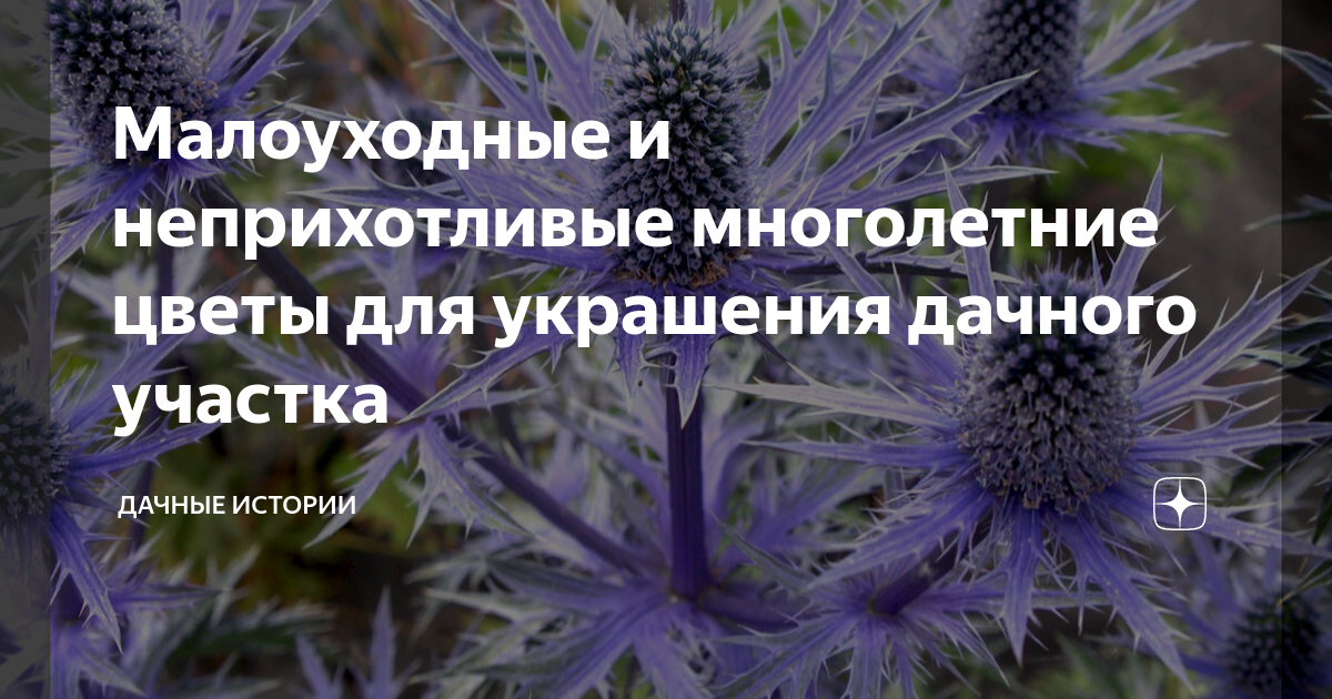 Малоуходные и неприхотливые многолетние цветы для украшения дачного ...