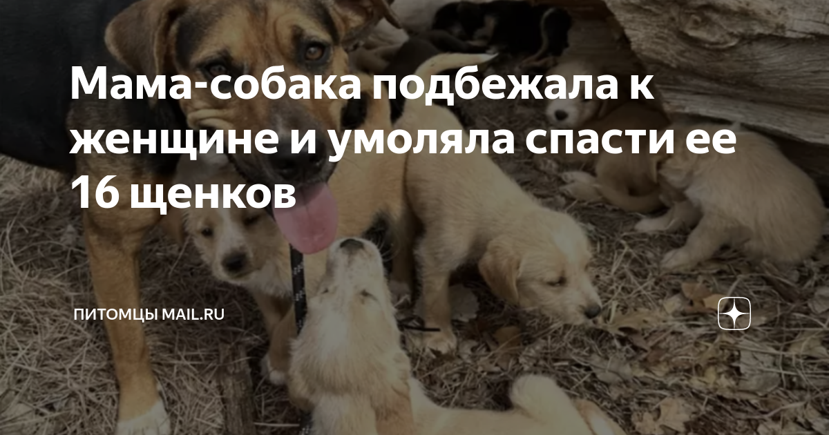 Мама-собака подбежала к женщине и умоляла спасти ее 16 щенков | Питомцы ...