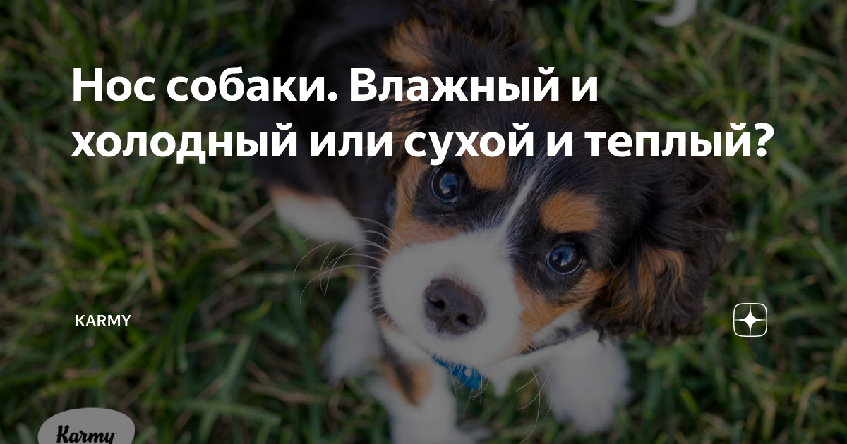 Нос собаки. Влажный и холодный или сухой и теплый? | Karmy | Дзен