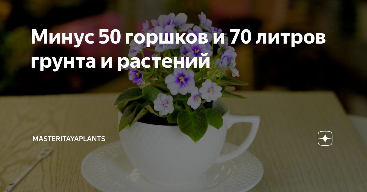 Минус 50 горшков и 70 литров грунта и растений | Masteritayaplants | Дзен