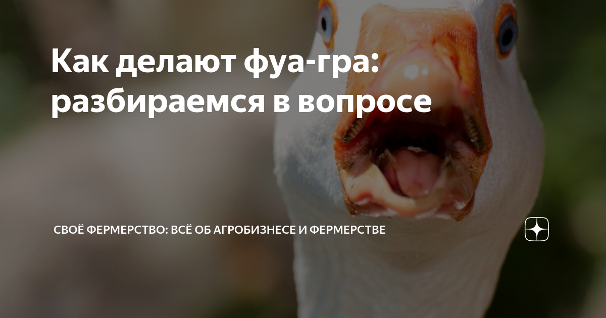 Как делают фуа-гра: разбираемся в вопросе | Своё Фермерство: всё об ...