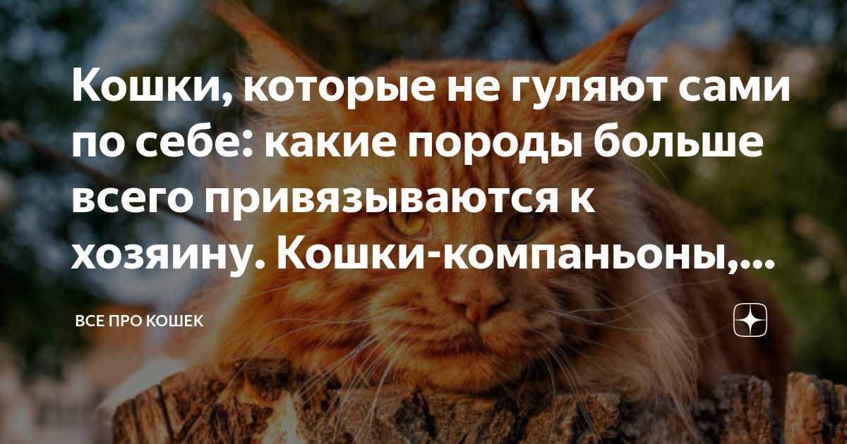 Кошки, которые не гуляют сами по себе: какие породы больше всего ...