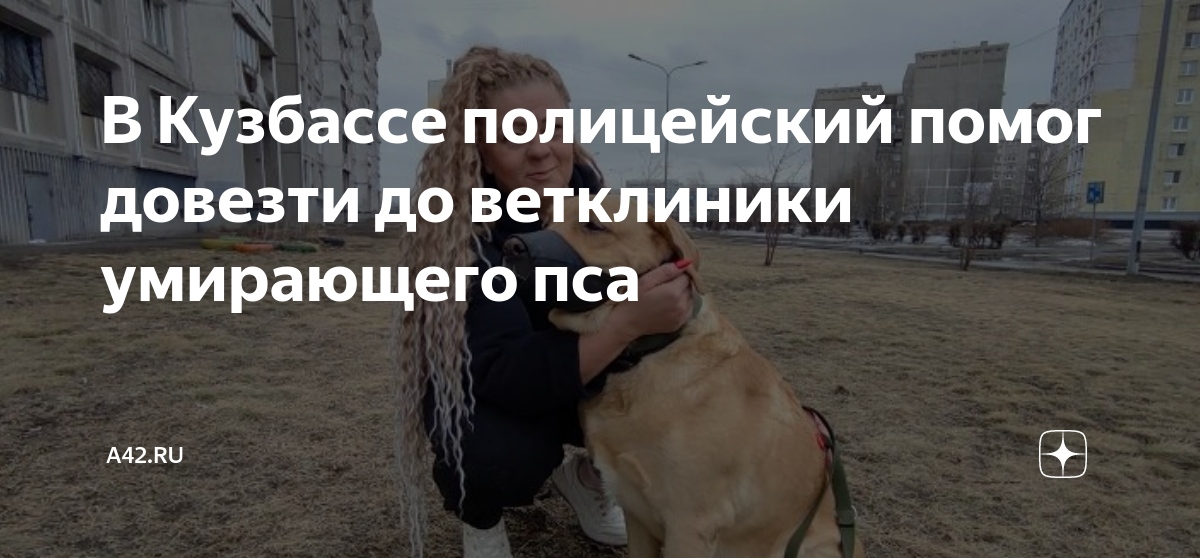 В Кузбассе полицейский помог довезти до ветклиники умирающего пса | A42.RU | Дзен