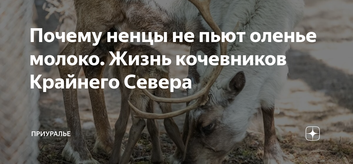 Почему ненцы не пьют оленье молоко. Жизнь кочевников Крайнего Севера ...