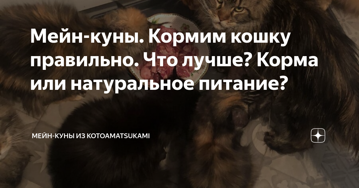 Мейн-куны. Кормим кошку правильно. Что лучше? Корма или натуральное ...