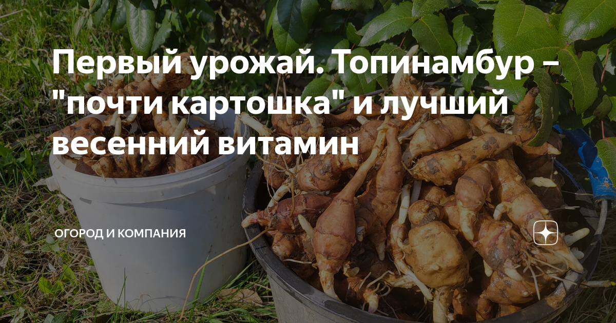 Первый урожай. Топинамбур – "почти картошка" и лучший весенний витамин ...
