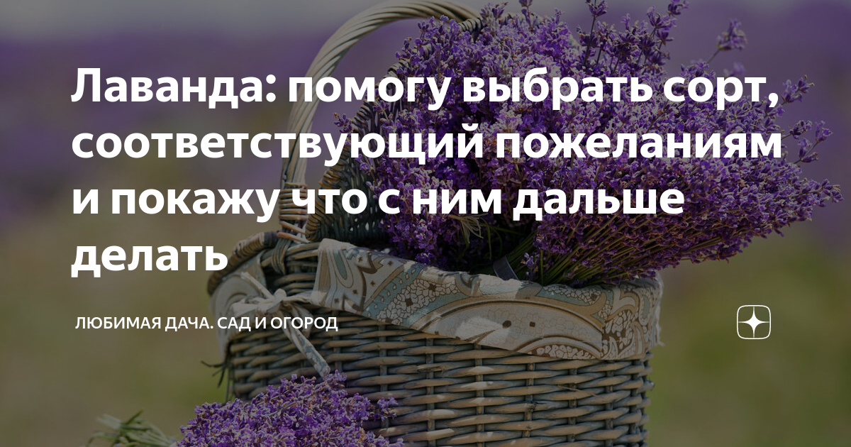 Лаванда: помогу выбрать сорт, соответствующий пожеланиям и покажу что с ...