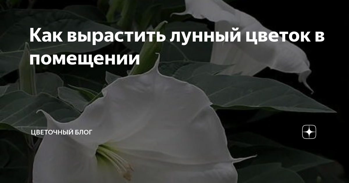 Как вырастить лунный цветок в помещении | Цветочный блог | Дзен