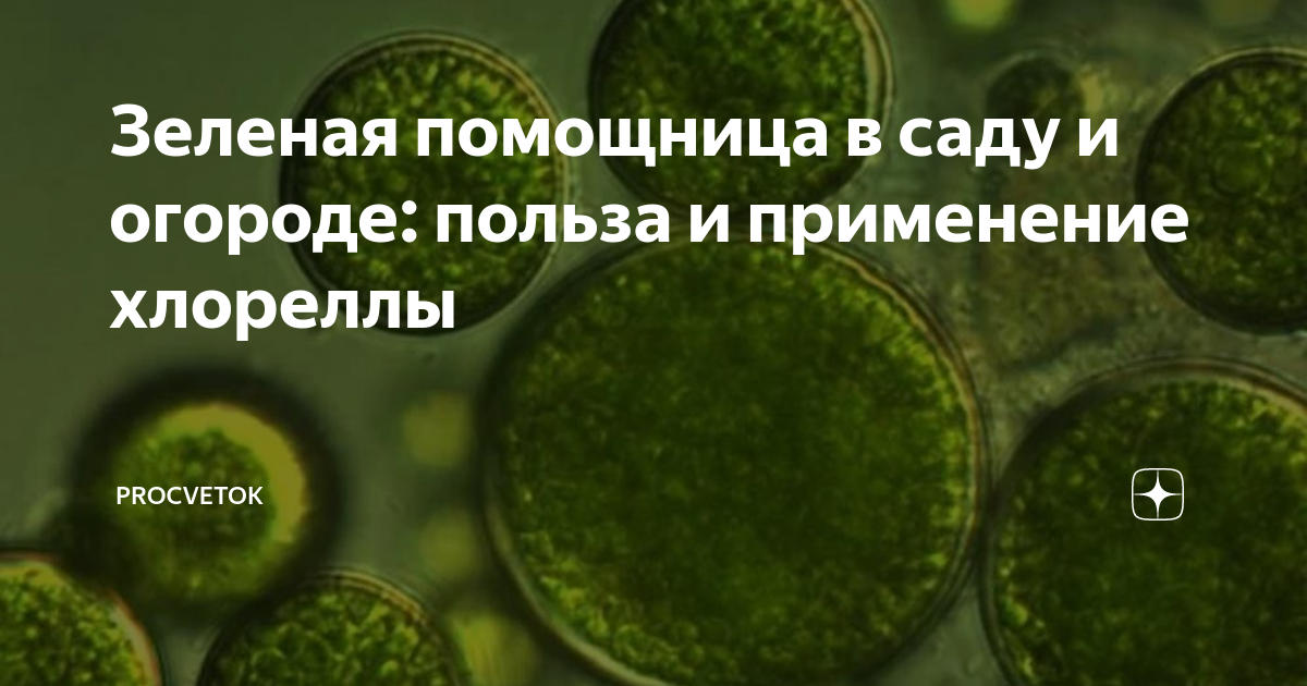 Зеленая помощница в саду и огороде: польза и применение хлореллы 🦠 ...