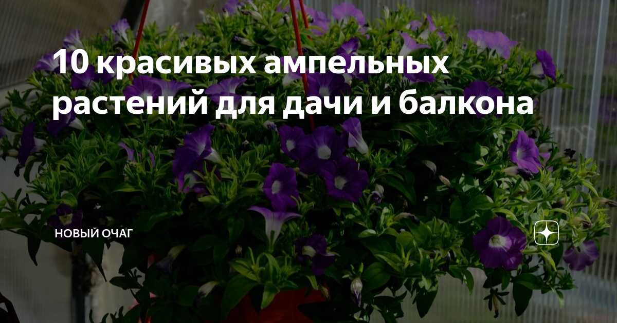 10 красивых ампельных растений для дачи и балкона Новый очаг Дзен