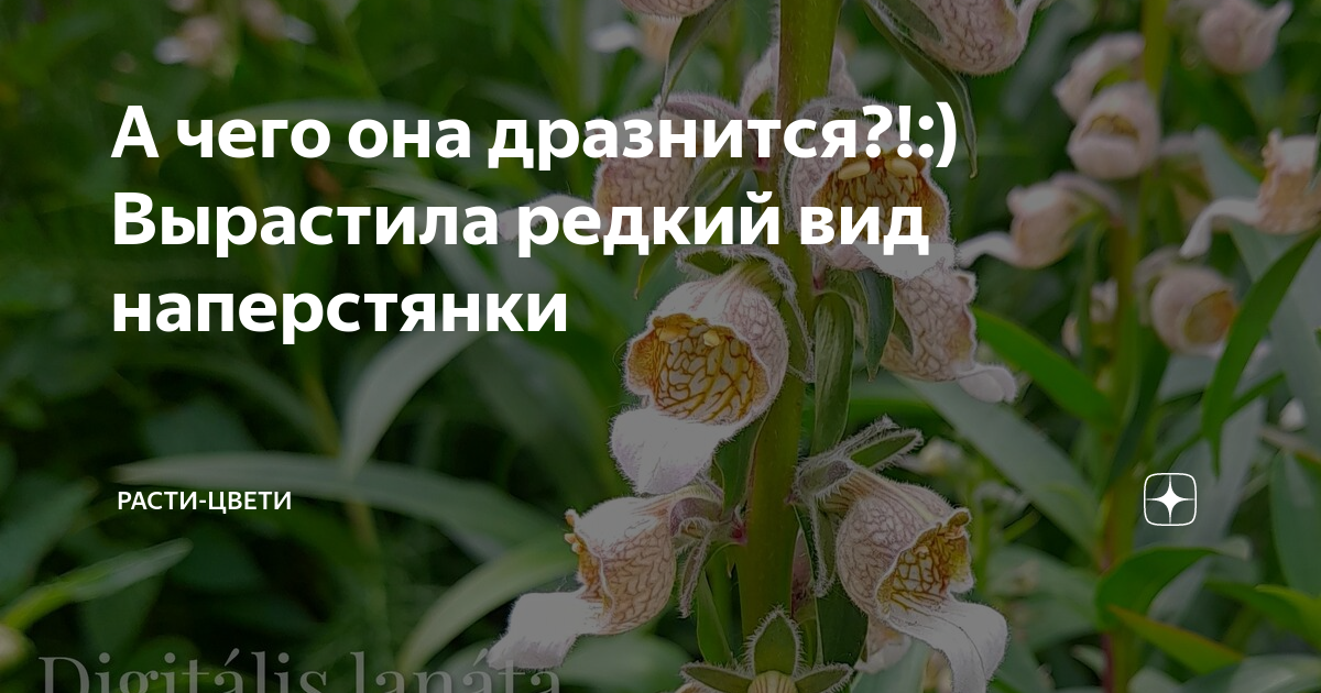 А чего она дразнится Вырастила редкий вид наперстянки Расти Цвети