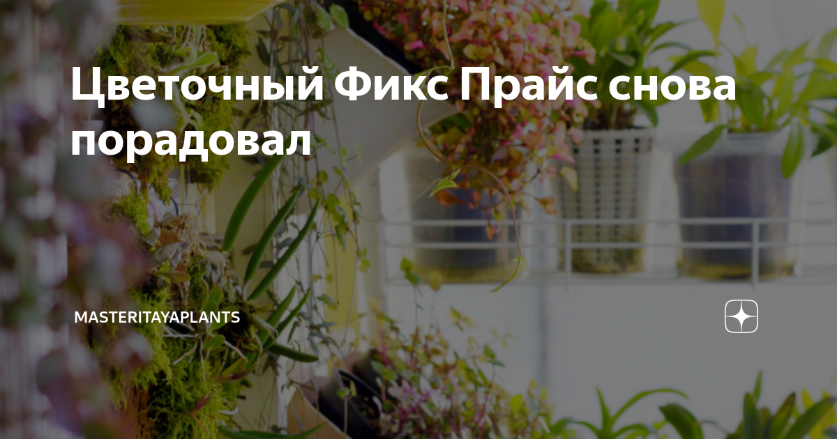 Цветочный Фикс Прайс снова порадовал | Masteritayaplants | Дзен