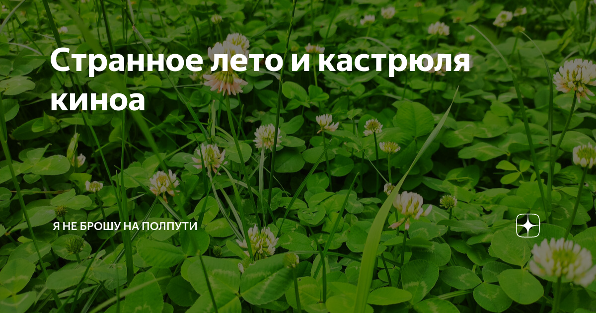 Странное лето и кастрюля киноа Я не брошу на полпути Дзен