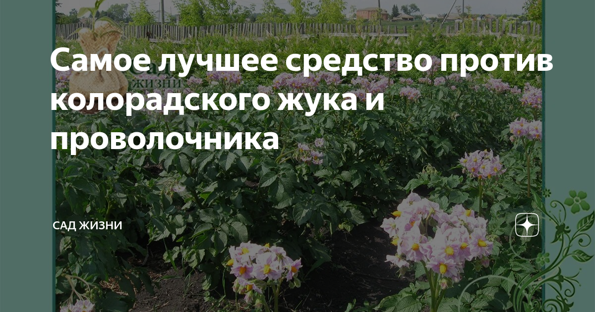 Самое лучшее средство против колорадского жука и проволочника | Сад ...