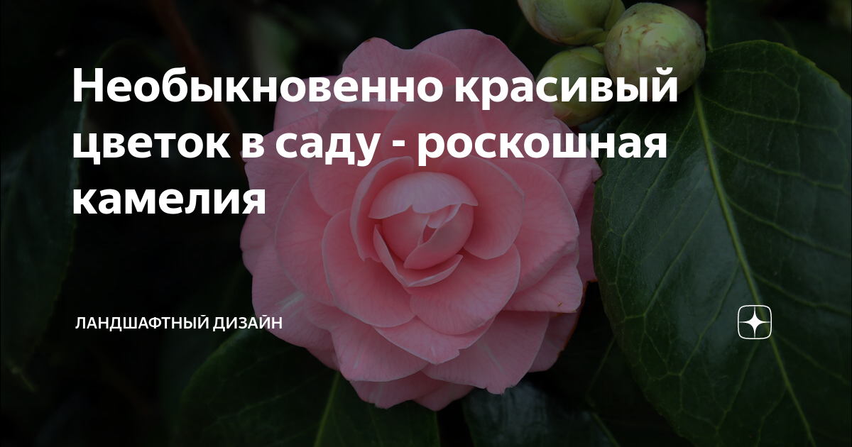 Необыкновенно красивый цветок в саду - роскошная камелия | Ландшафтный ...