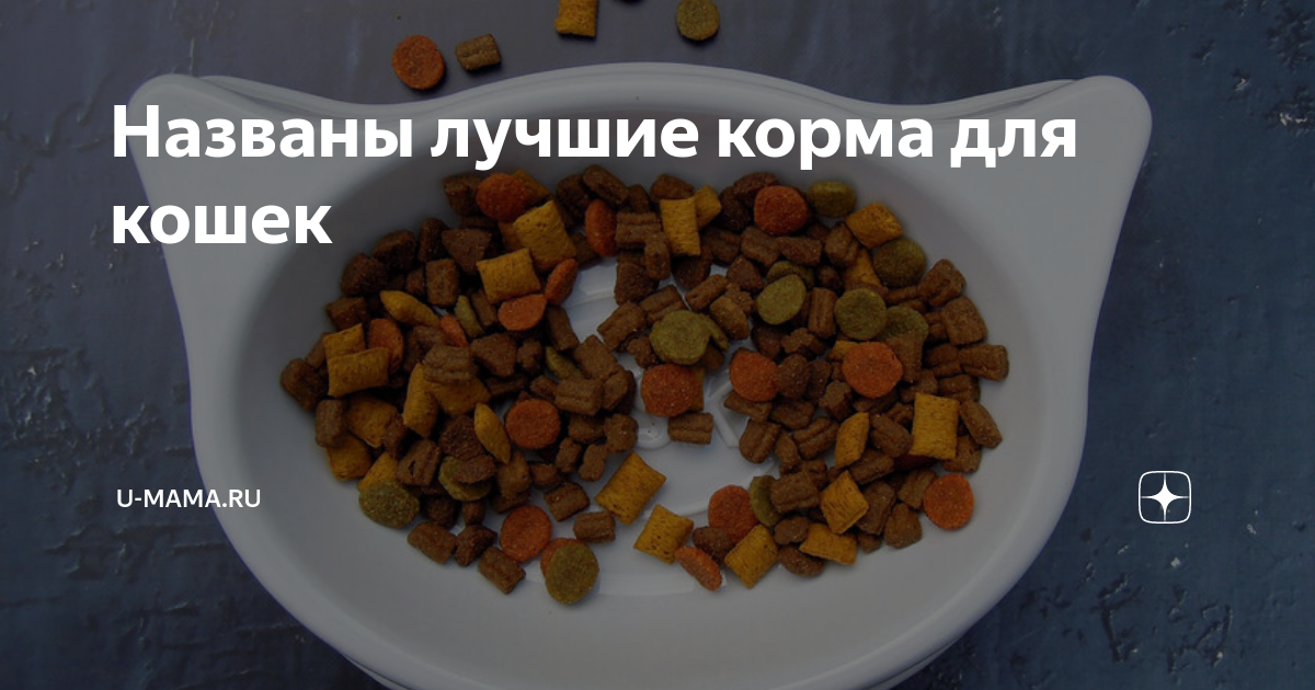 Названы лучшие корма для кошек | U-mama.ru | Дзен