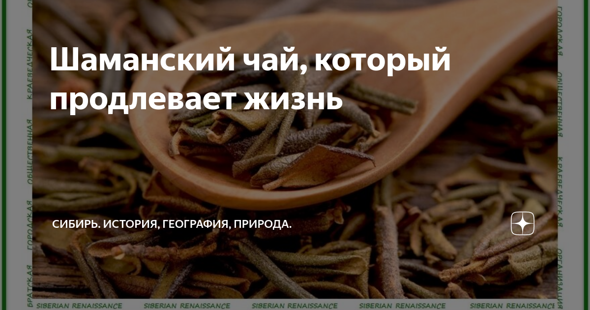 Шаманский чай, который продлевает жизнь | Сибирский Ренессанс | Дзен