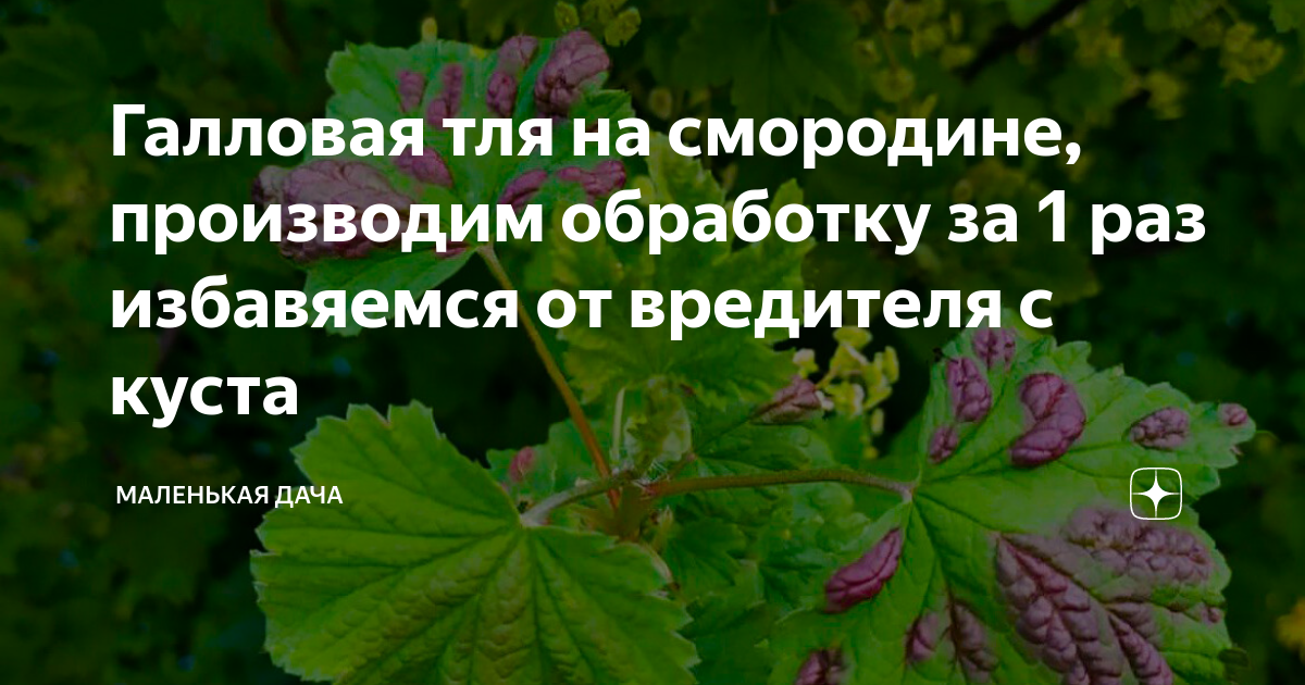 Галловая тля на смородине, производим обработку за 1 раз избавяемся от ...