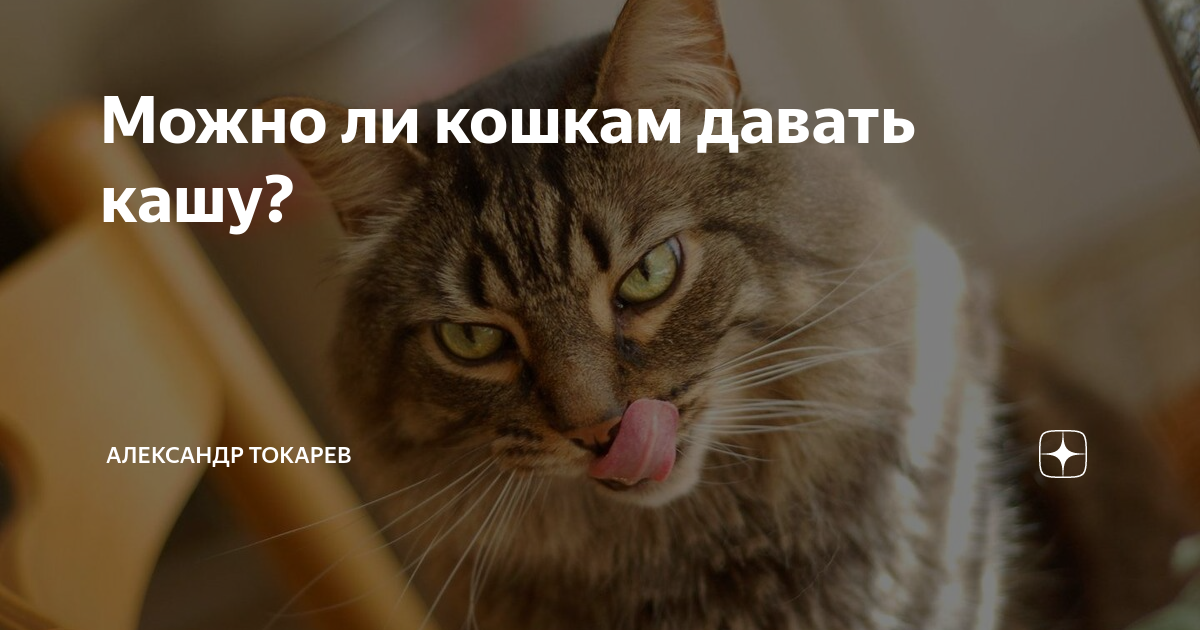 Можно ли кошкам давать кашу? | Александр Токарев | Дзен