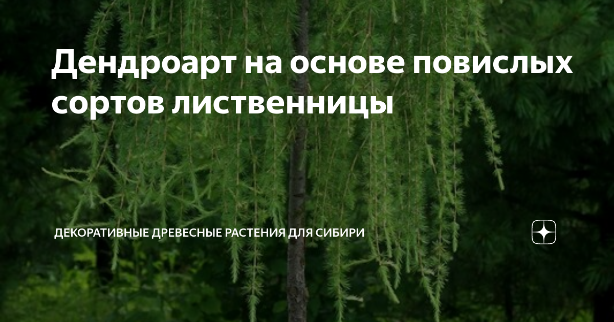 Дендроарт на основе повислых сортов лиственницы | Декоративные ...