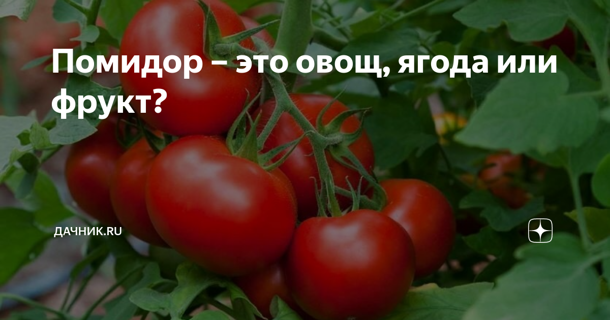 Помидор – это овощ, ягода или фрукт? | Дачник.RU | Дзен