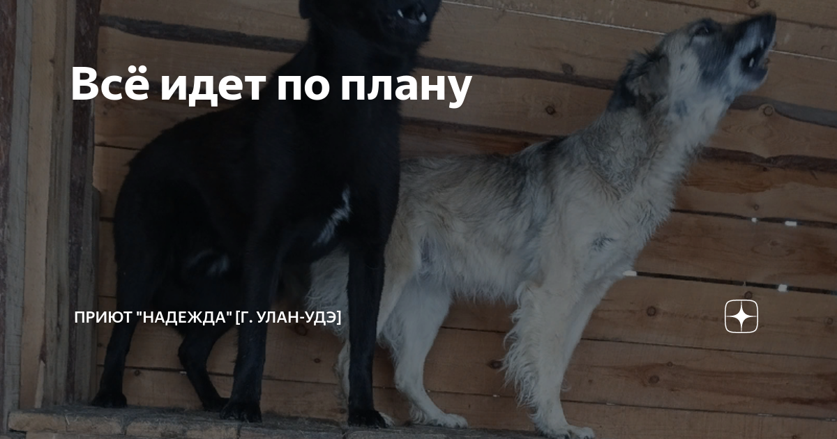 Всё идет по плану Под крылом надежды [ГОО БОЗЖ] Дзен