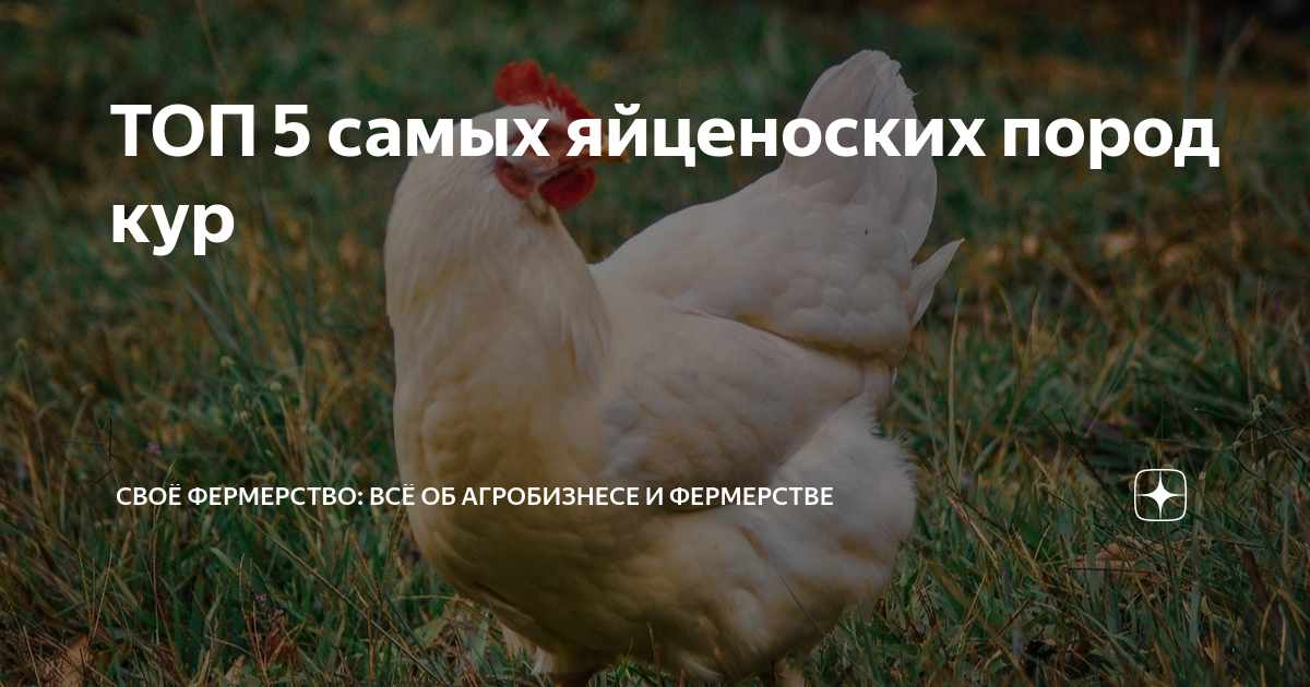 ТОП 5 самых яйценоских пород кур Своё Фермерство всё об агробизнесе