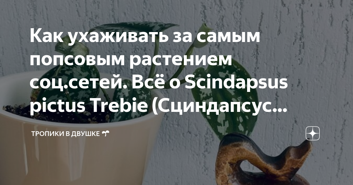 Как ухаживать за самым попсовым растением соц.сетей. Всё о Scindapsus ...