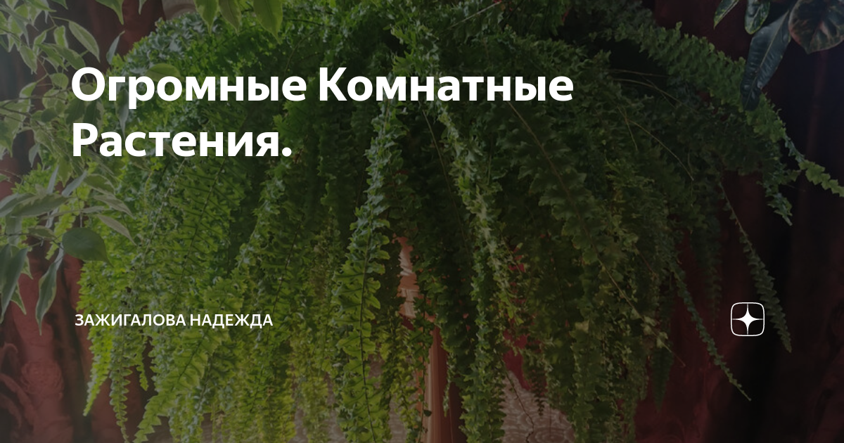 Огромные Комнатные Растения. | ЗаЖигалова Надежда | Дзен