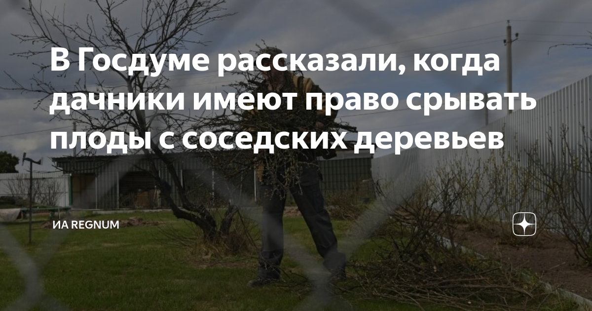 В Госдуме рассказали когда дачники имеют право срывать плоды с