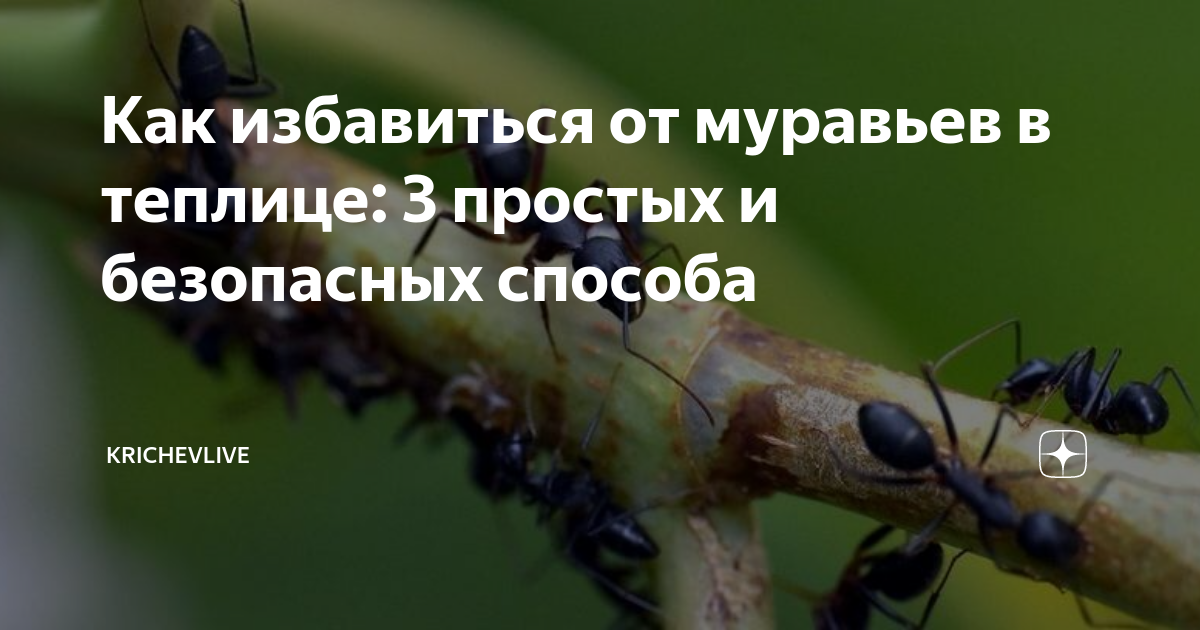 Как избавиться от муравьев в теплице: 3 простых и безопасных способа ...
