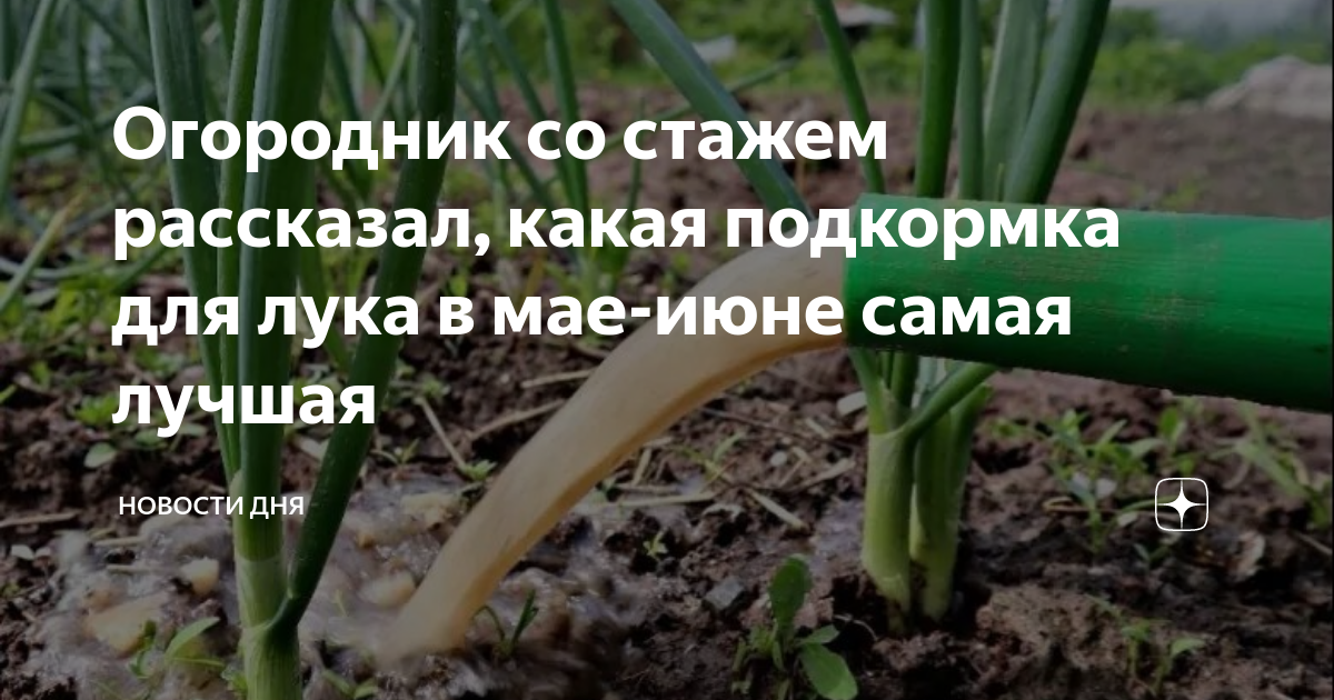Огородник со стажем рассказал, какая подкормка для лука в мае-июне ...
