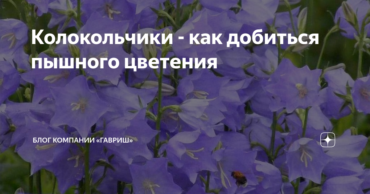 Колокольчики - как добиться пышного цветения | Гавриш. Семена от ...