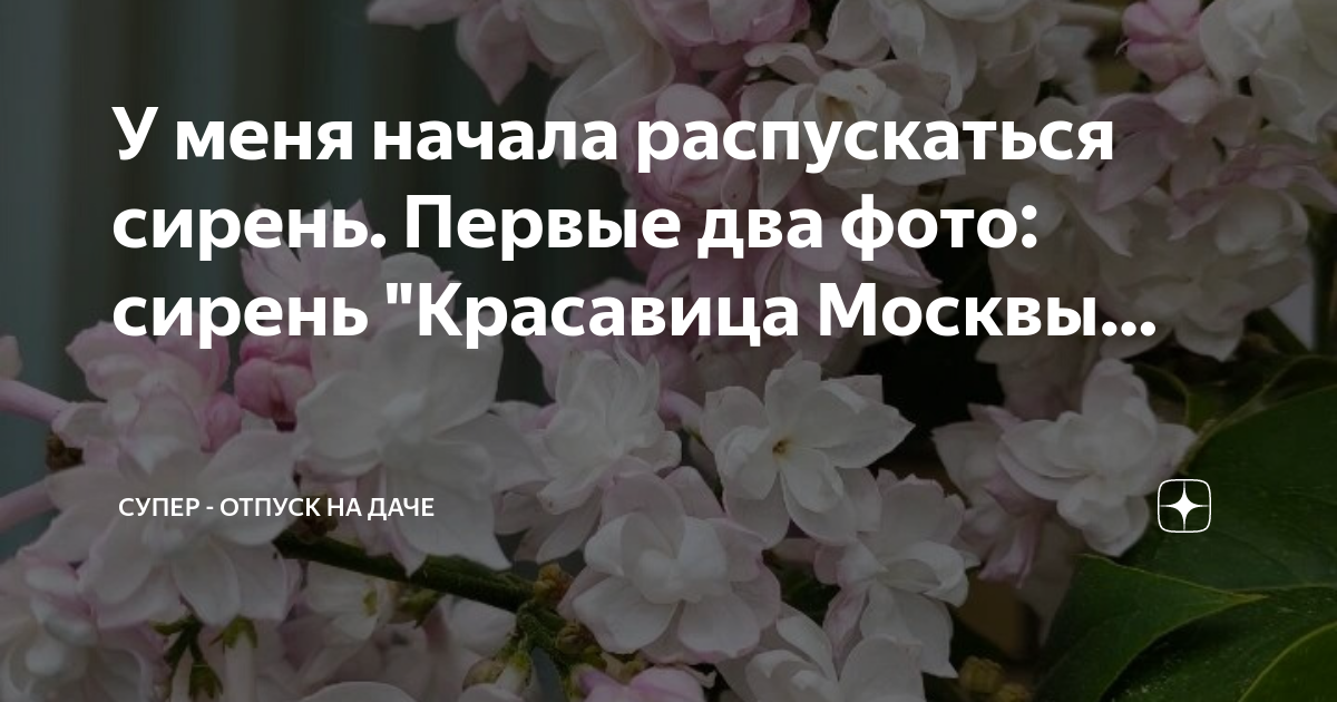 У меня начала распускаться сирень. Первые два фото: сирень "Красавица ...