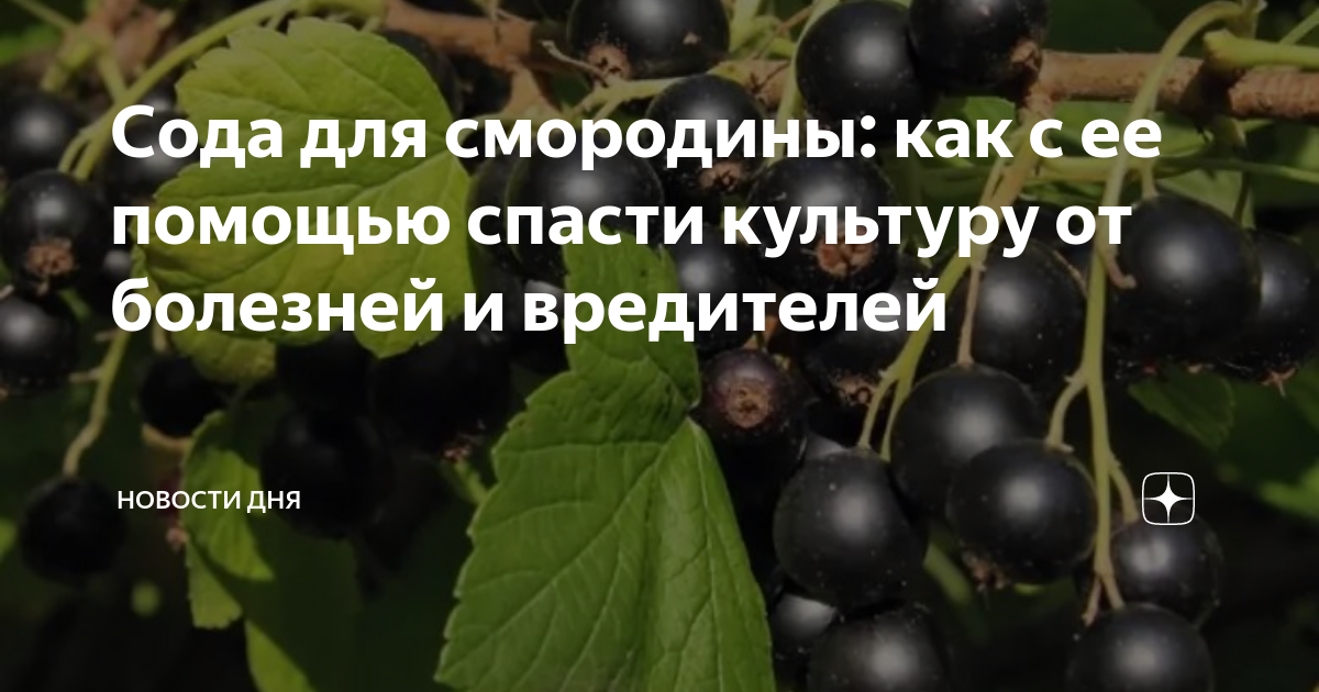 Сода для смородины: как с ее помощью спасти культуру от болезней и ...