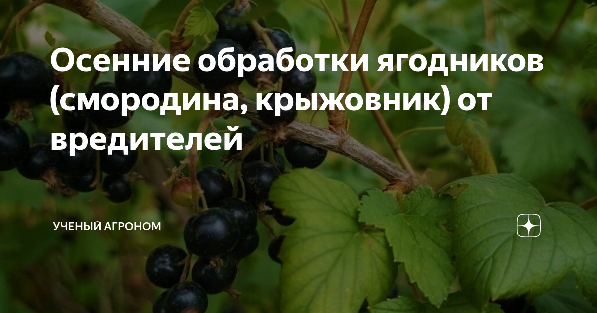 Осенние обработки ягодников (смородина, крыжовник) от вредителей ...