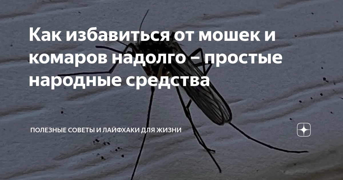 Как избавиться от мошек и комаров надолго – простые народные средства ...