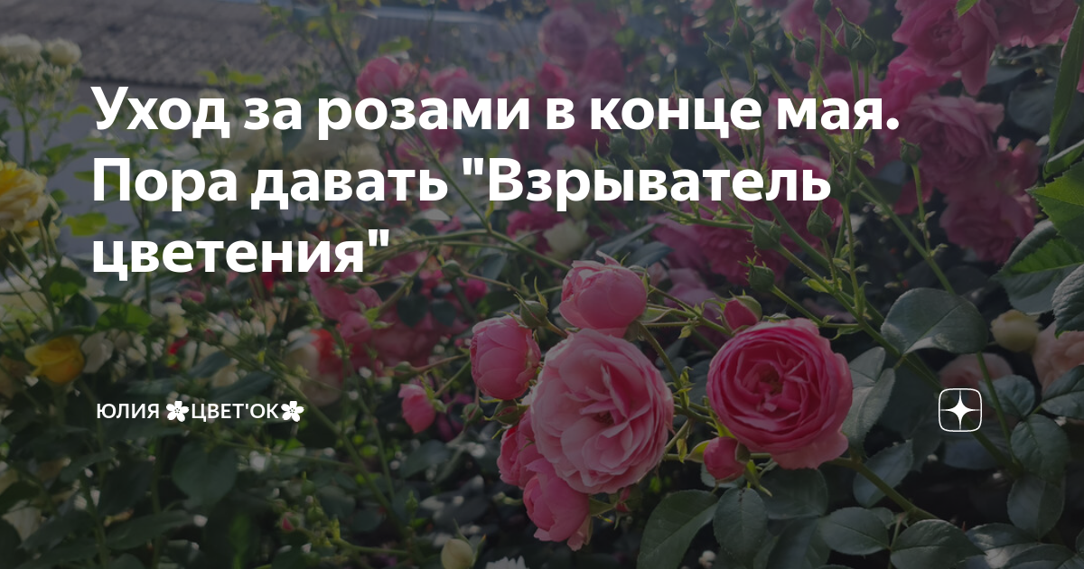 Уход за розами в конце мая. Пора давать "Взрыватель цветения" | Юлия 🌸 ...