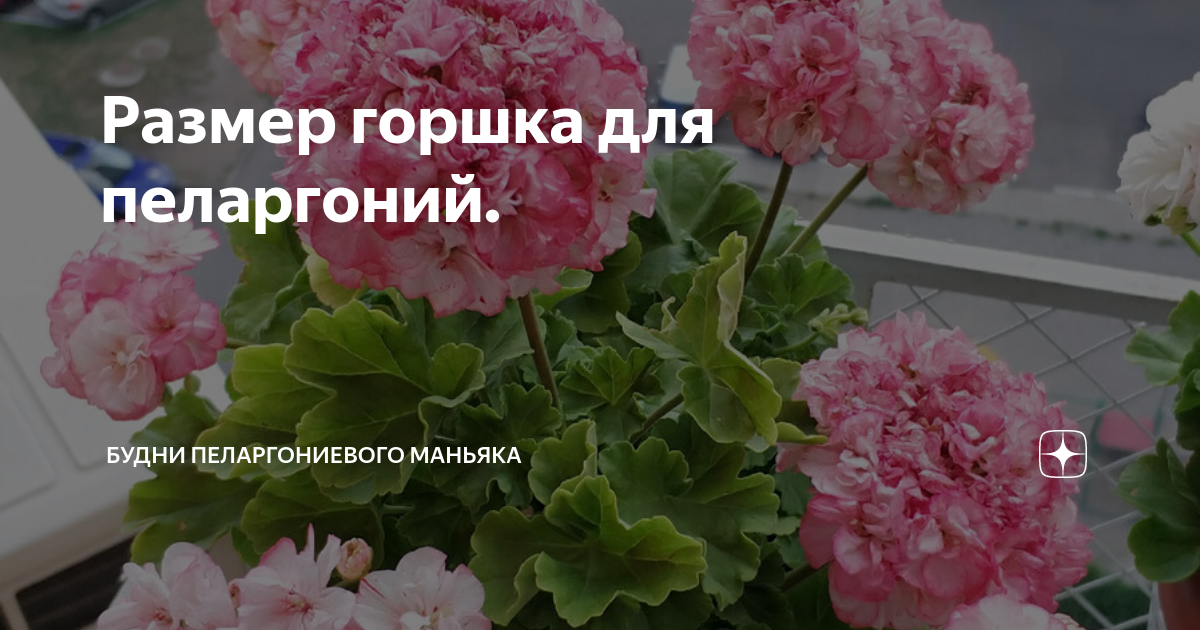 Размер горшка для пеларгоний. | Будни пеларгониевого маньяка | Дзен