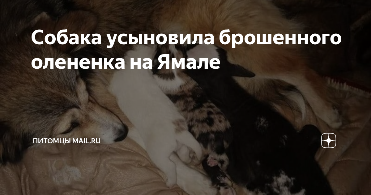 Собака усыновила брошенного олененка на Ямале | Питомцы Mail.ru | Дзен