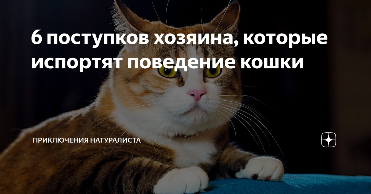 6 поступков хозяина, которые испортят поведение кошки | Приключения ...