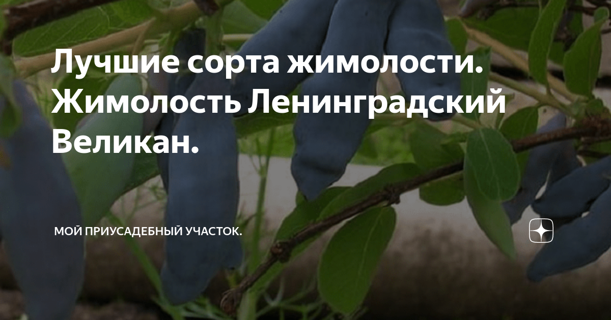 Лучшие сорта жимолости. Жимолость Ленинградский Великан. | Мой ...