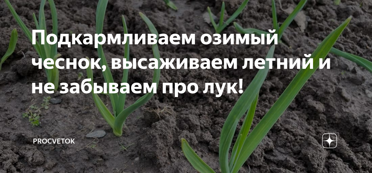 Подкармливаем озимый чеснок, высаживаем летний и не забываем про лук ...