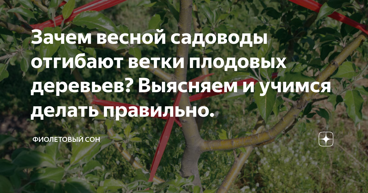 Зачем весной садоводы отгибают ветки плодовых деревьев? Выясняем и ...
