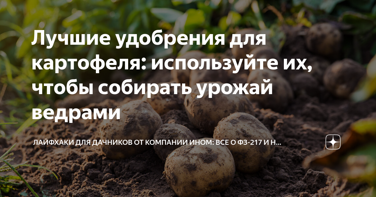 Лучшие удобрения для картофеля: используйте их, чтобы собирать урожай ...
